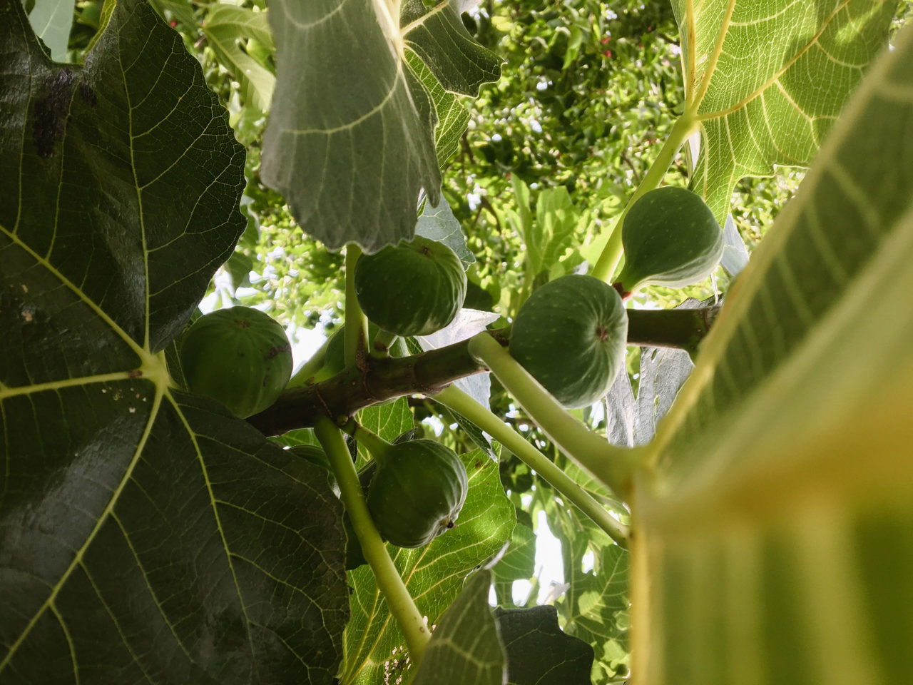 Temptation - Swiss Deluxe Hotels